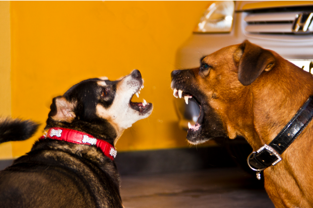 Tired of Your Dog Barking at Everything? Here’s How to Put a Stop to It ...