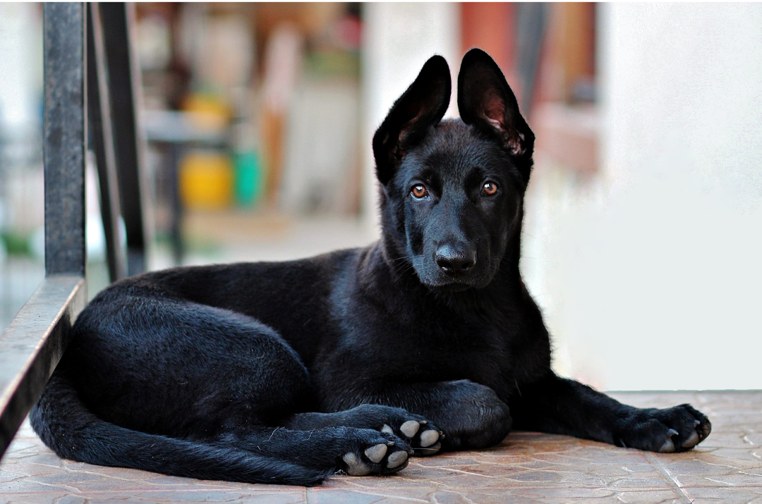 Why Are Black Dogs So Special? Unveiling Myths, Facts, and Care Tips ...